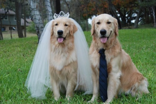 Innovative Kerala Vet Student Launches Pet Matrimony Website | petsfeet