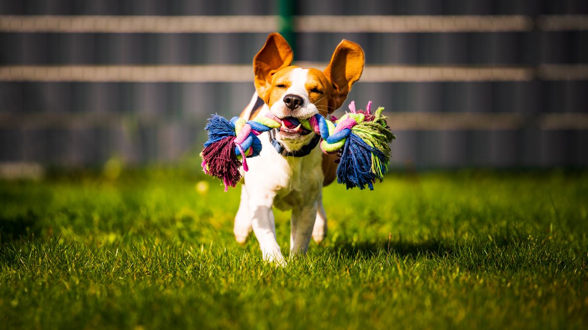 Maximizing Your Dogs Fitness: Tail-Wagging Exercises for Your Furry ...